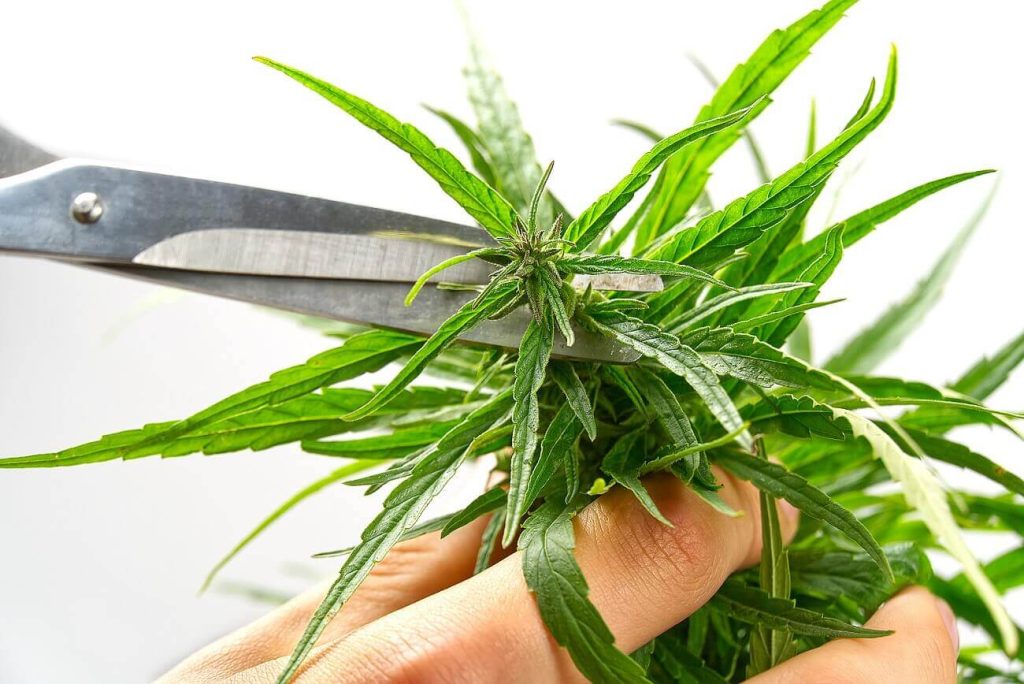 Topping Cannabis Plants for Bigger Yields | Mary Jane's Garden